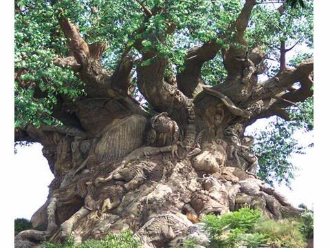 Interesting 'n ' Amazing: 10 Interesting Tree Pictures