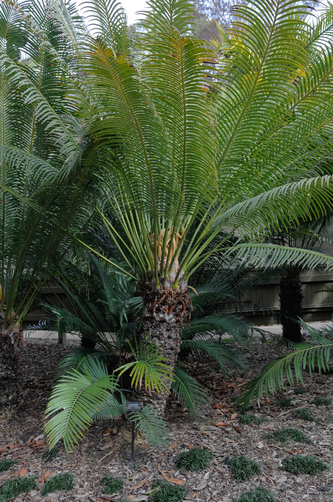 Home And Garden : Cycas circinalis