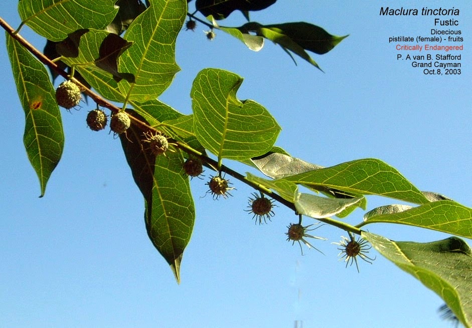 CaymANNature: Fustic Trees – Critically Endangered