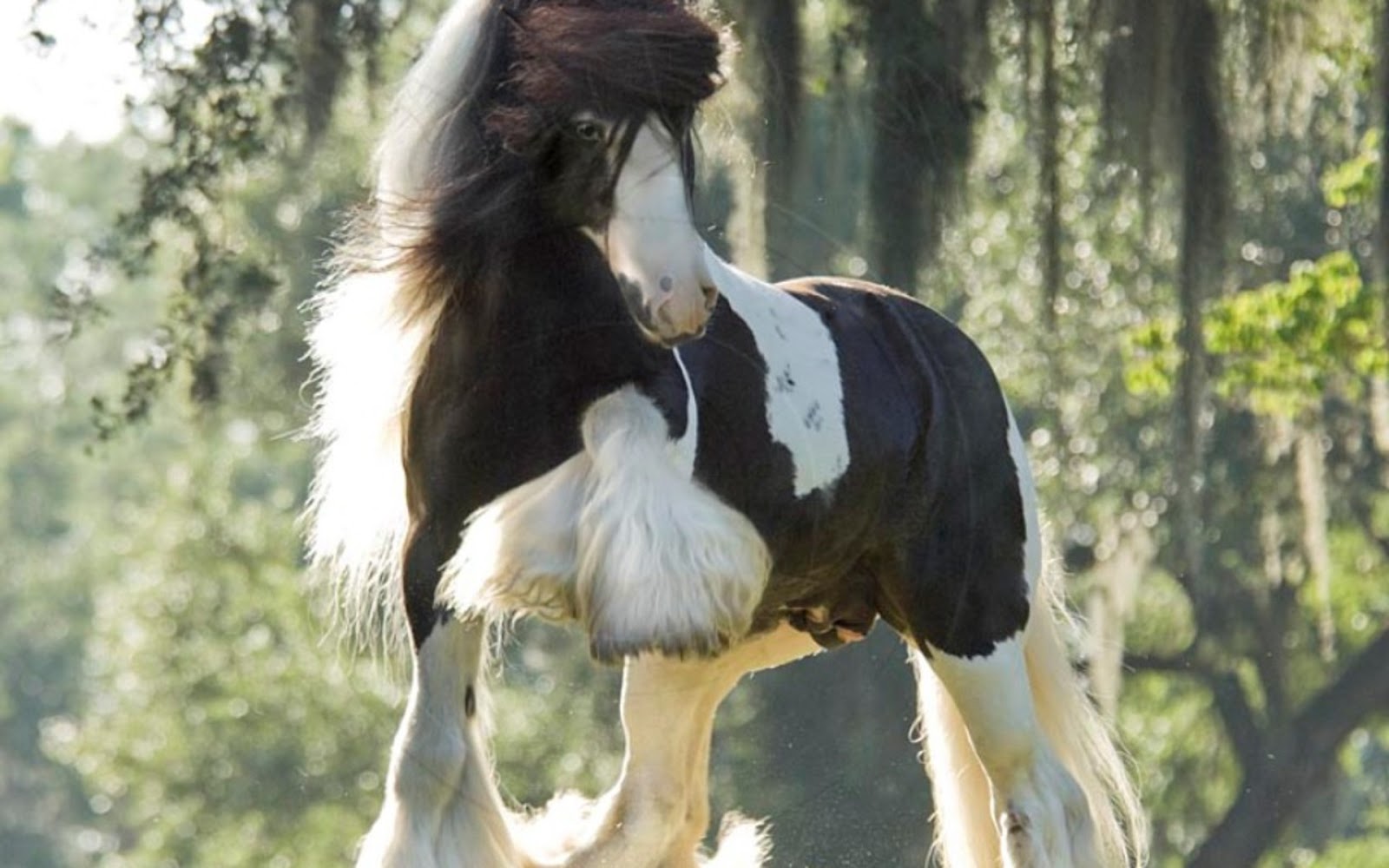 IMAGENES DE CABALLOS: IMAGEN DE CABALLO BELLISIMO PELO