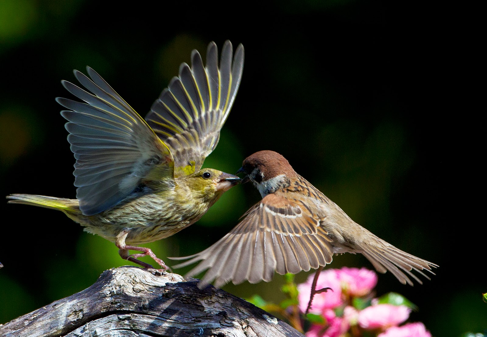 Kenny Isaksson Wildlife Photographer: Fota flygande Grönfink ...