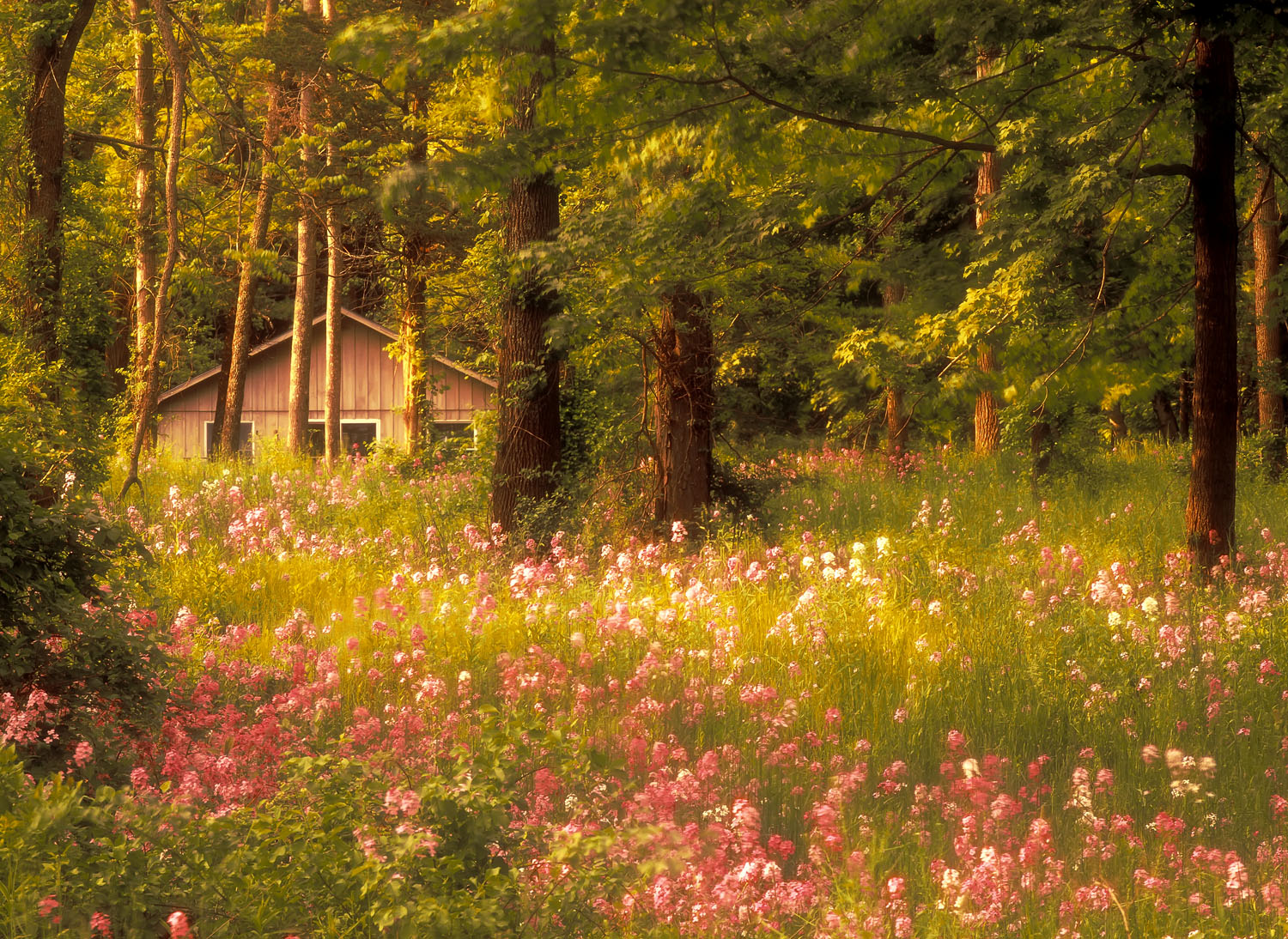 ARTE Y JARDINERÍA : EL ALFOMBRADO VERDE DE LOS CLAROS DEL BOSQUE