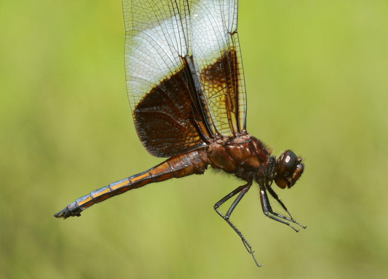 Libellules Québec - Quebec Dragonflies and Damselflies: juillet 2016