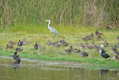Viure al Delta: els Espais Naturals del Riu Llobregat: Ocells de setembre