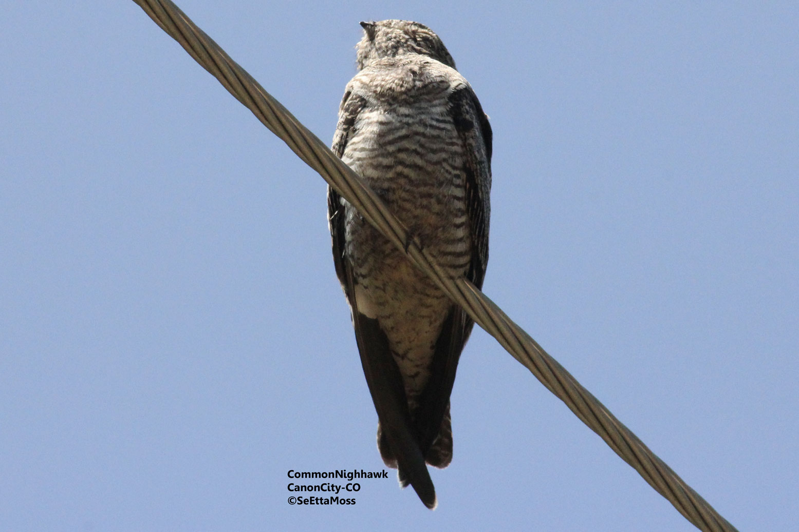 Nighthawk sleeping high above