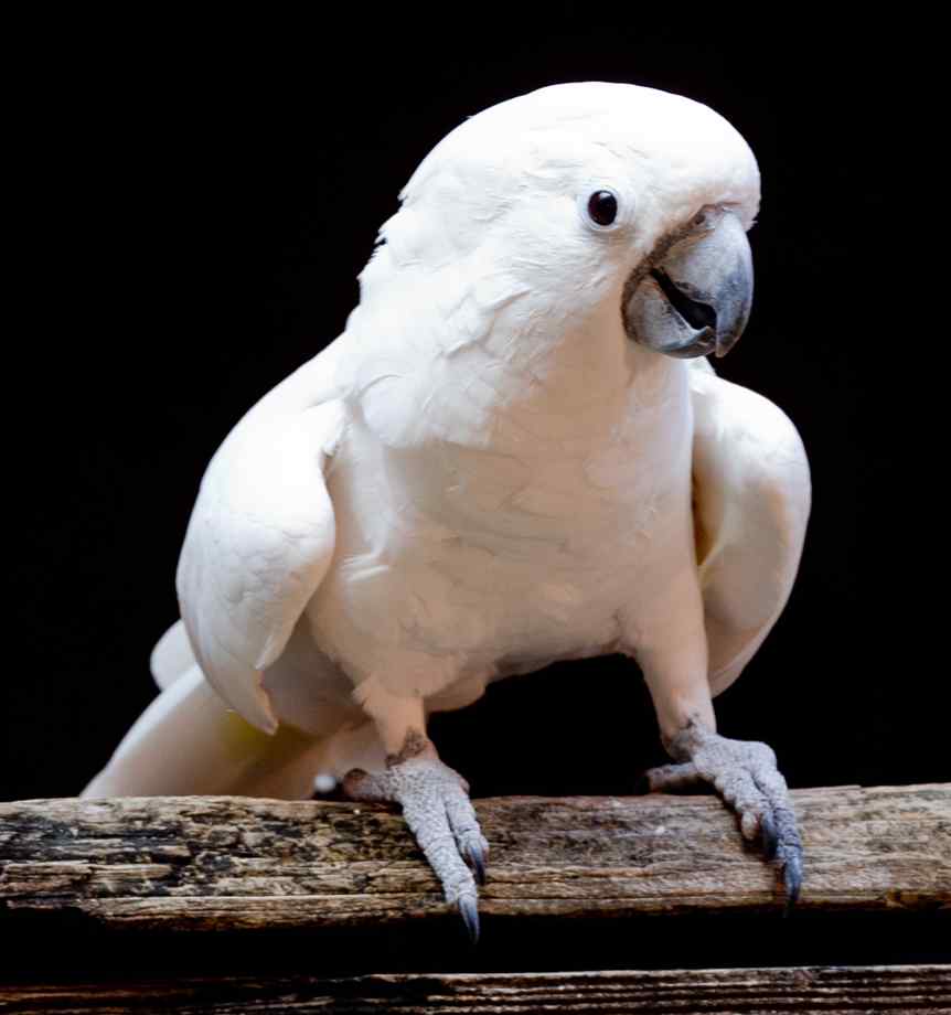 Hot Indonesian Pics: Kakatua Bird