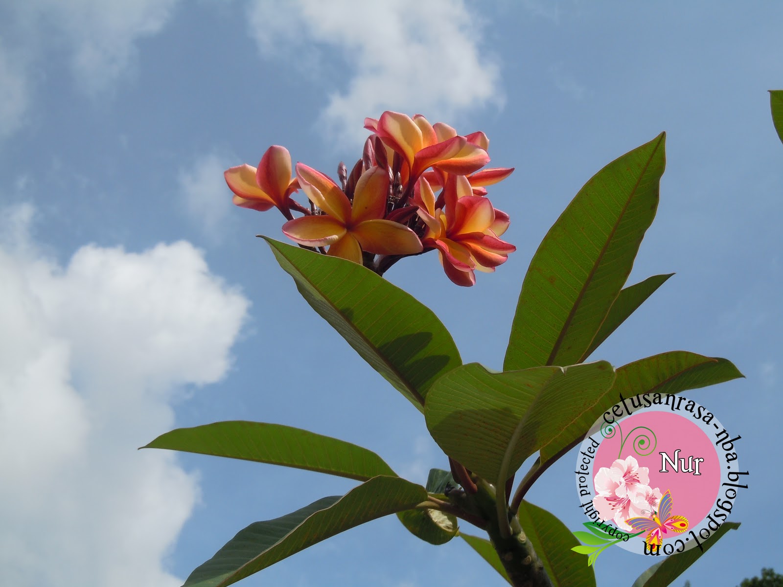 Cetusan Rasa: Bunga Kemboja Milik Bonda