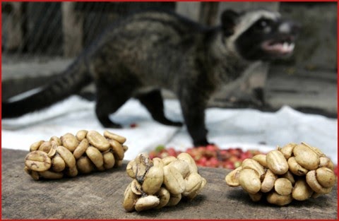 World's Luxurious: Civet Coffee is the World's Most Expensive Coffee