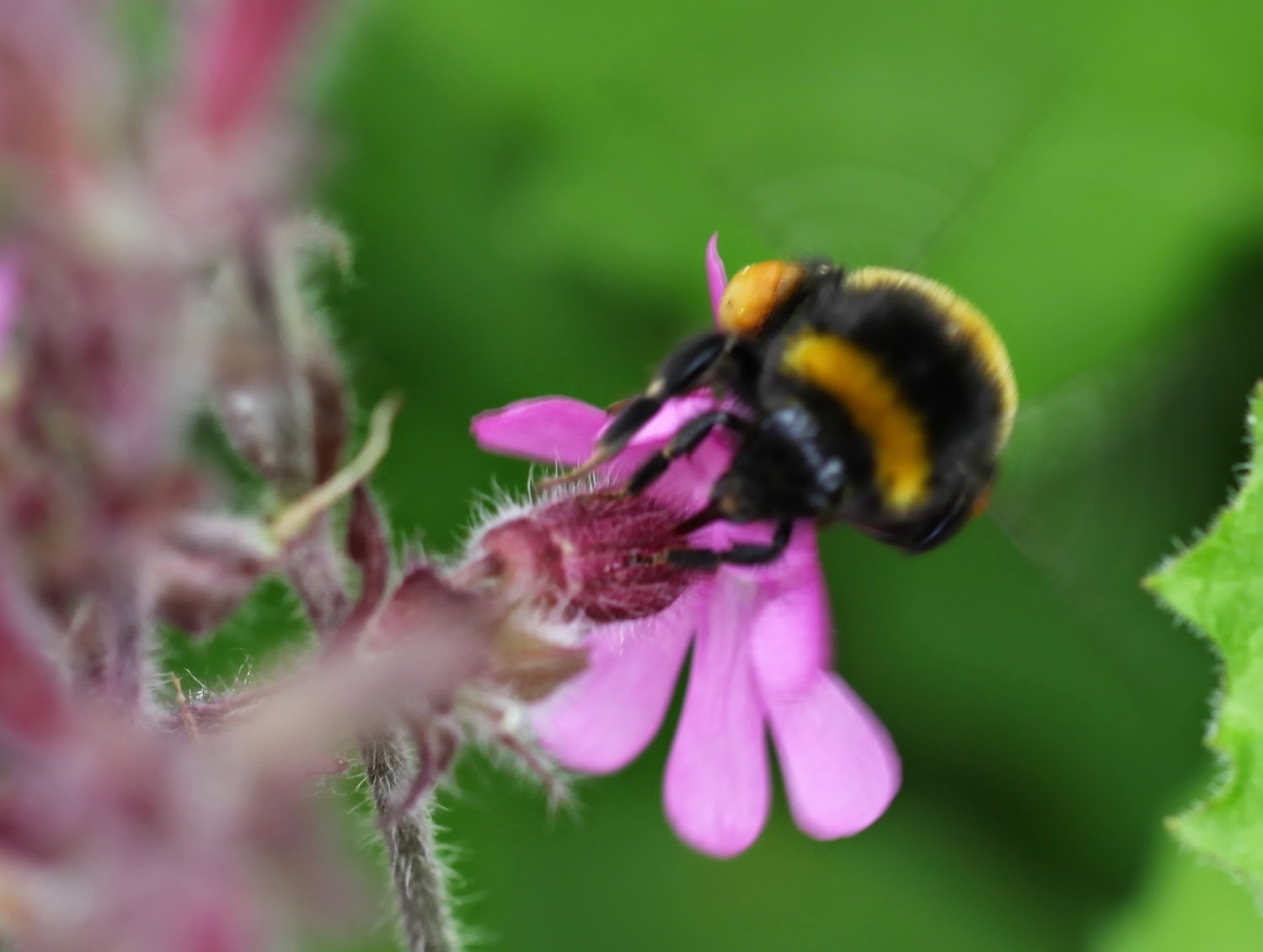 Brigit Strawbridge : Bees - it's all about shape and size!