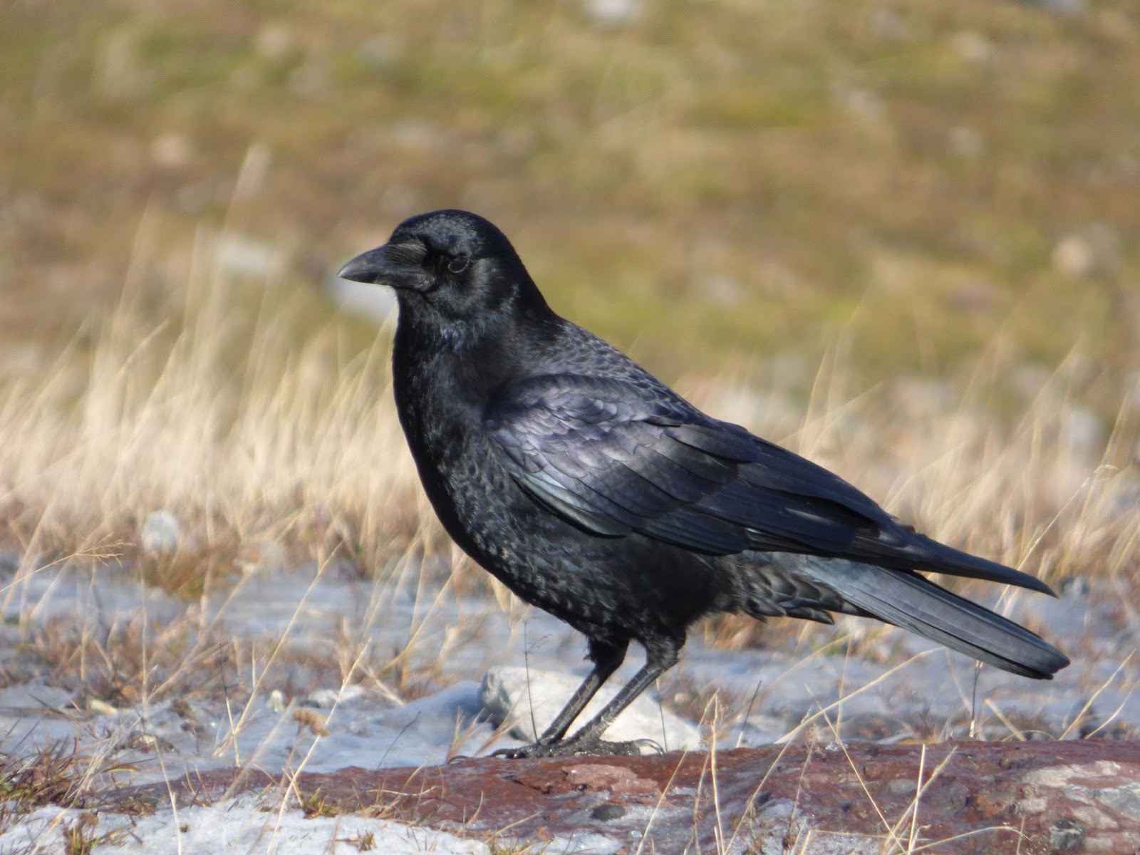 Blog de ornitología y observaciones en la naturaleza: Corneja negra ...