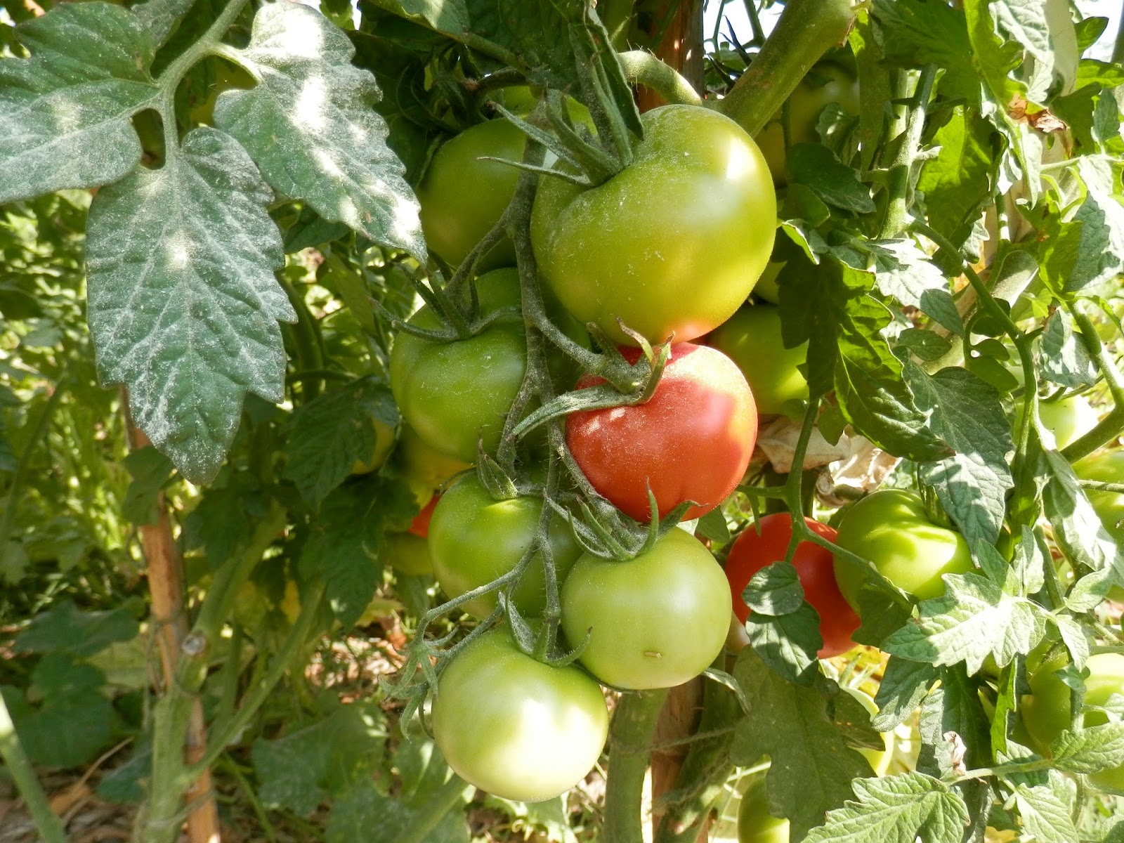 LA HUERTA BRICOECOLOGICA: Tomates de racimo