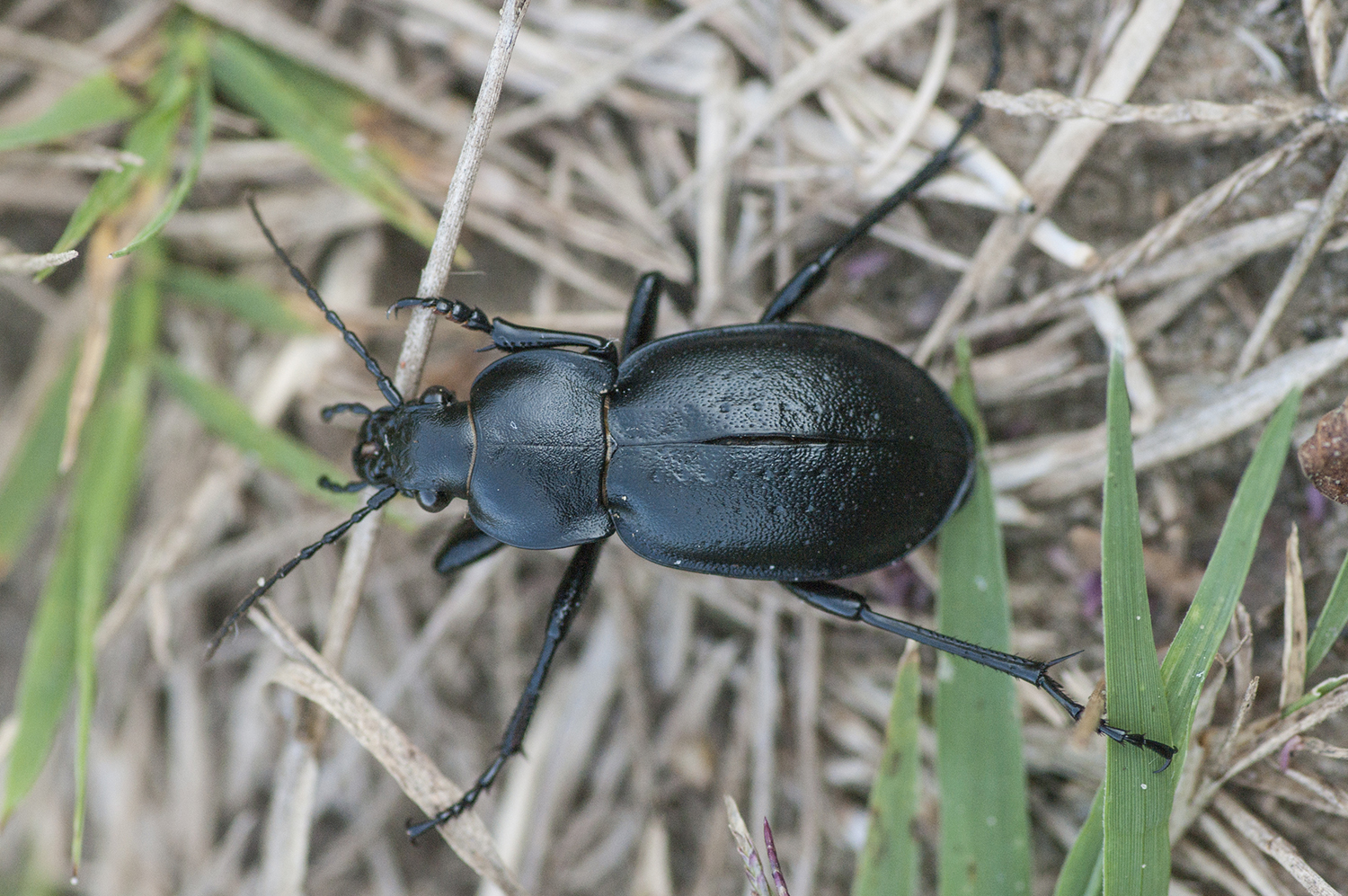 Nature photos from an Amateur Naturalist: Mire of Álmosd, Hungary (Moor ...
