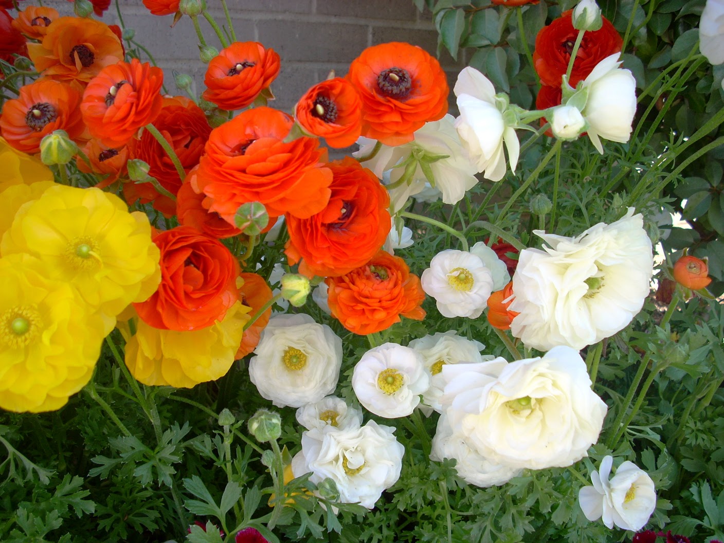 What Do Ranunculus Plants Look Like at John Keys blog