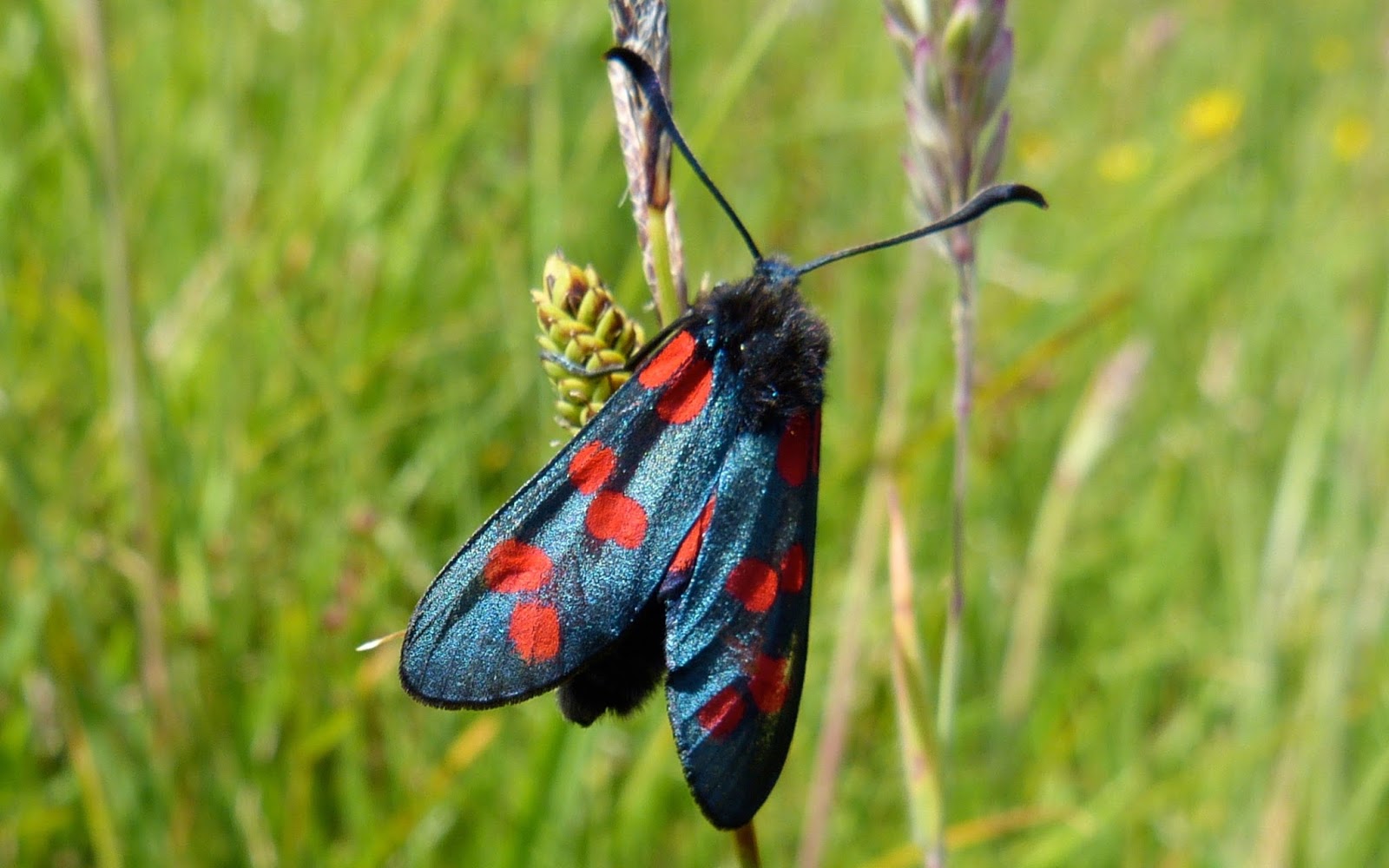 A Kilchoan Diary: Burnet Cocoons