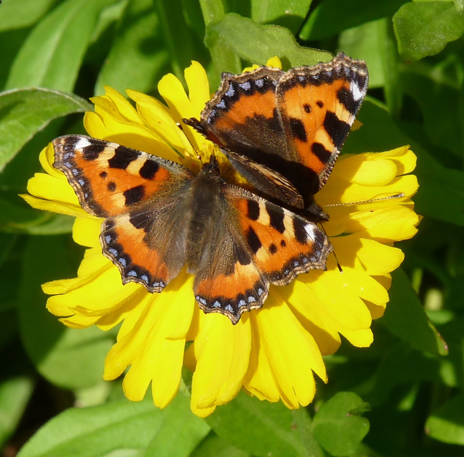 Wild and Wonderful: My Photos of (Largely UK) Butterfly Species
