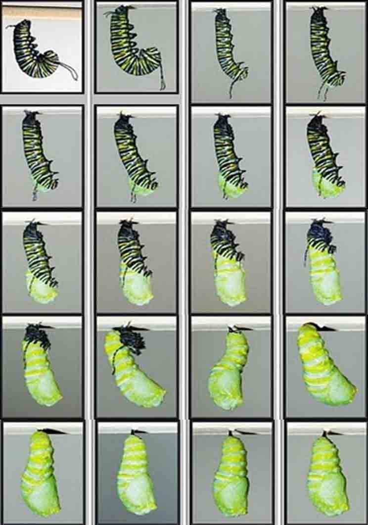 HAKIM SESUATU: Sebuah kepompong