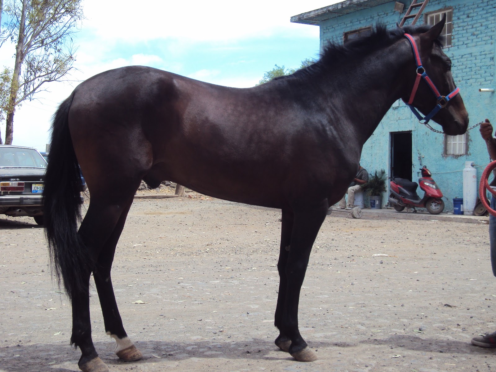 rancho mendoza: potrillo 3/4 de español