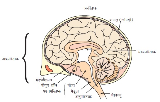 Parts of the brain and their functions/मस्तिष्क के भाग एवं उनके कार्य