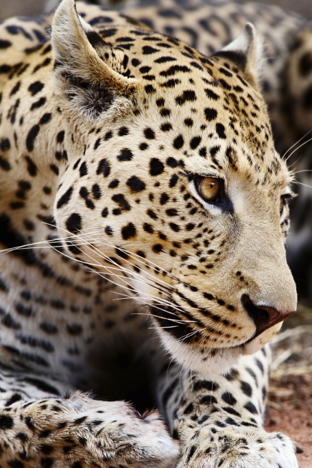 Creative Writing 4 Kids Laugh !:): How Did the Leopard Get His Spots ...