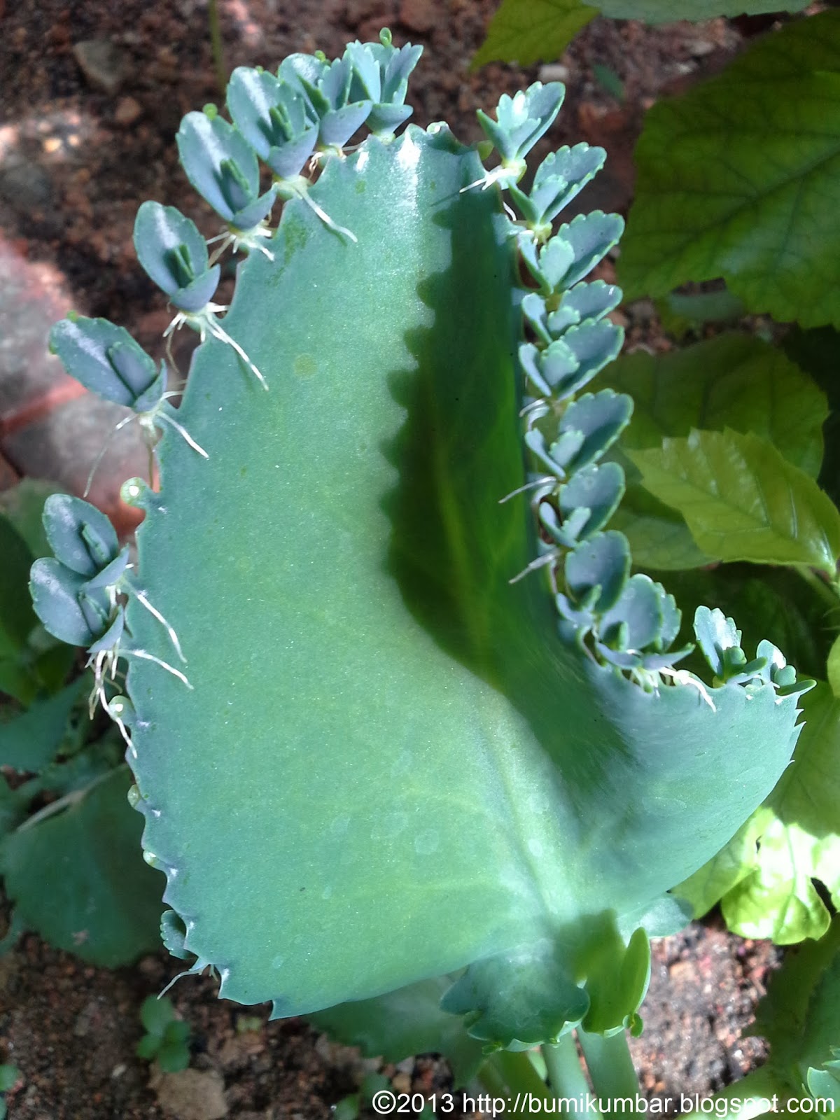 our passion I our career I our business: Kalanchoe x ...