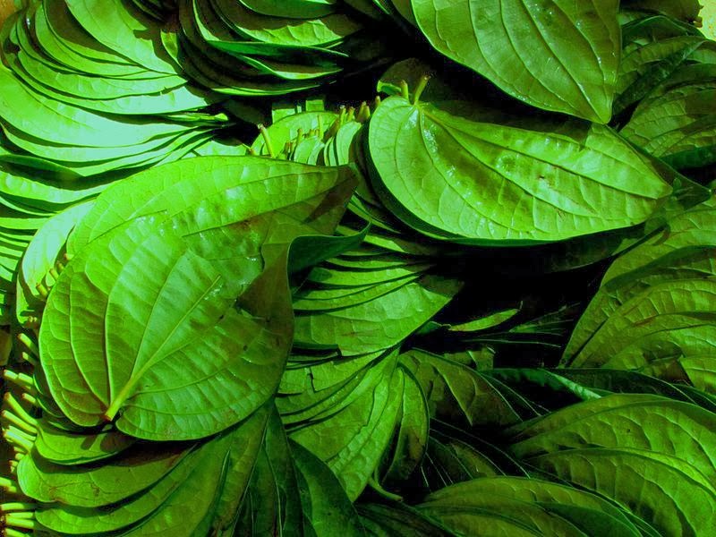 Sacred Trees & Plants