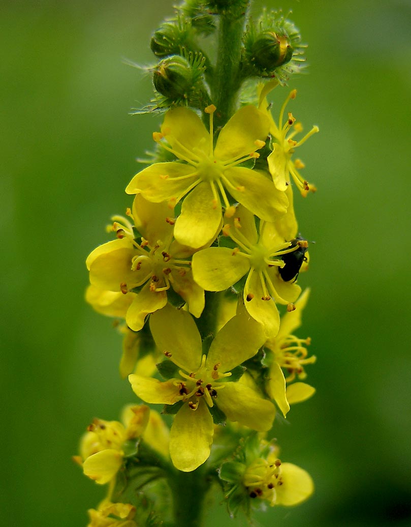 Tomates Verdes: Agrimonia (agrimony-agrimonia eupatoria)