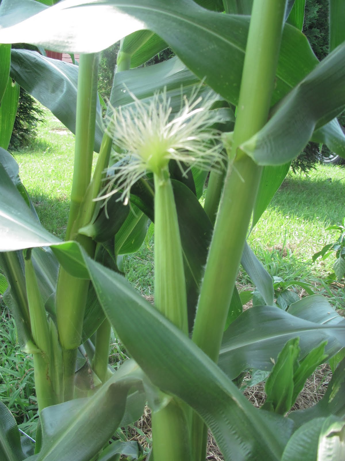 My Life on the Farm: Baby Corn