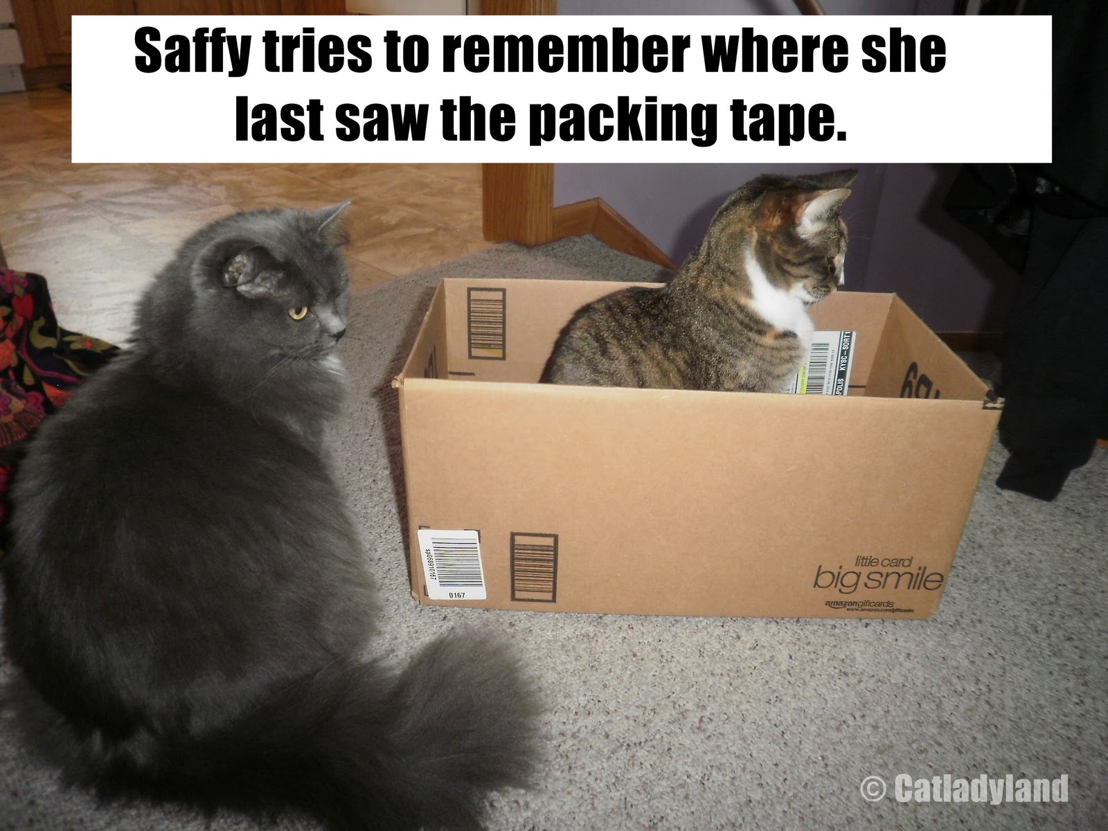 Catladyland: Cats are Funny: Boxed In