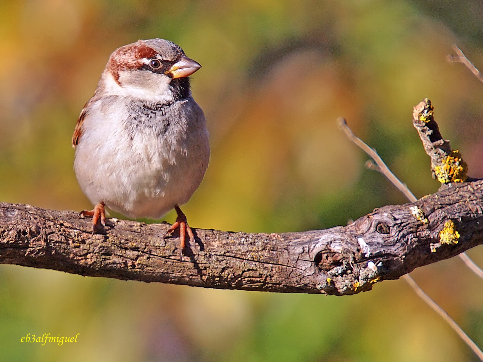 Miguel fotografia: Gorrión común (Passer domesticus)