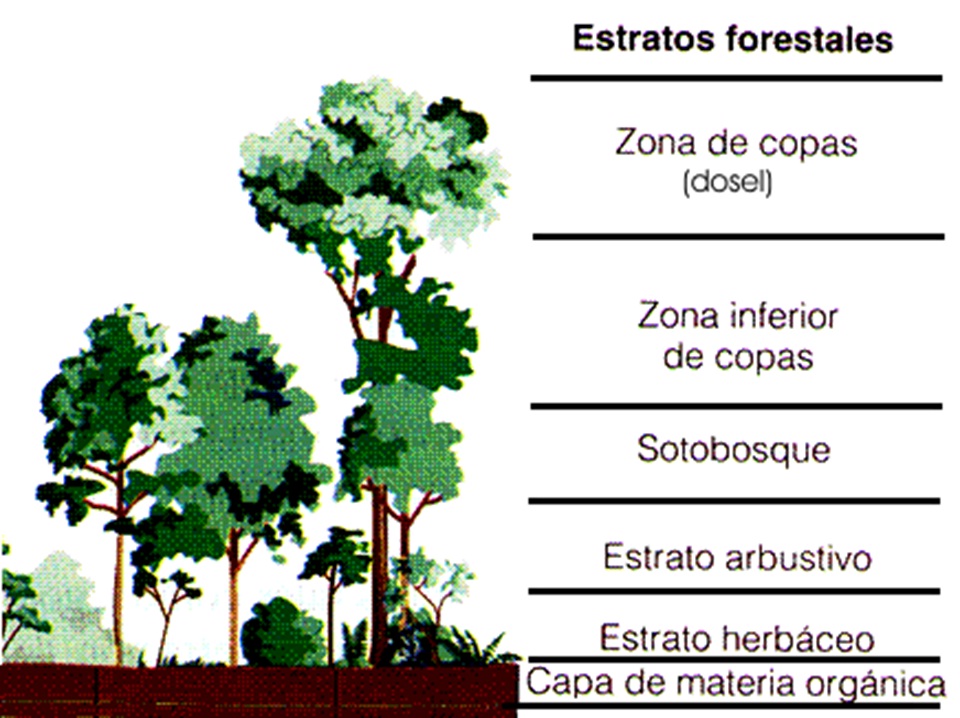 Bosques de Alimentos en el ICHP