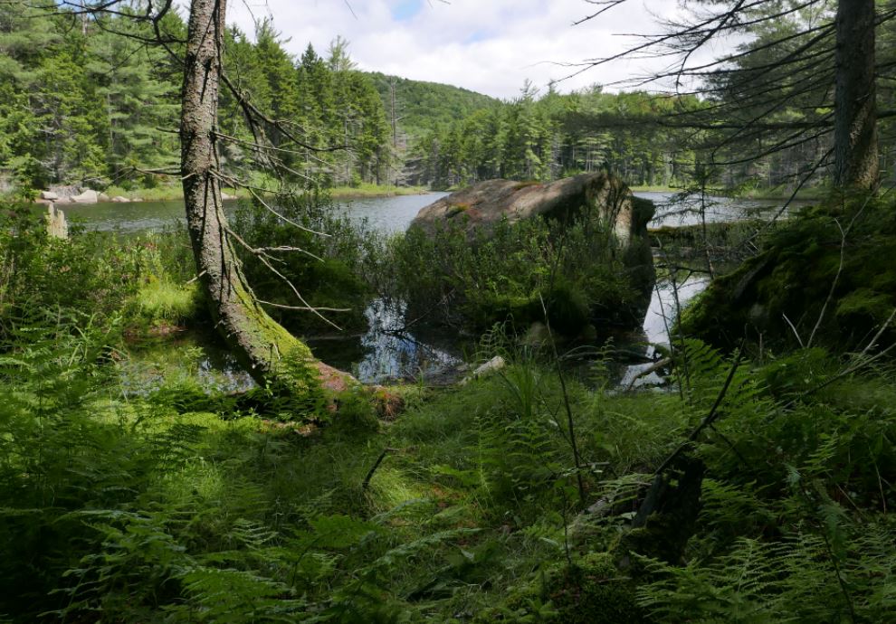 A Little Wild: Dog Pond to Curtis Pond and How I Introduced a Bear to ...