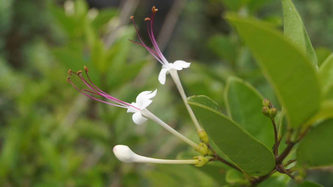 Clerodendrum inerme ~ Plants for Life