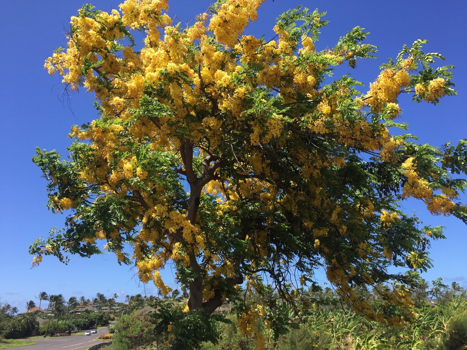 Rainbow Shower Trees