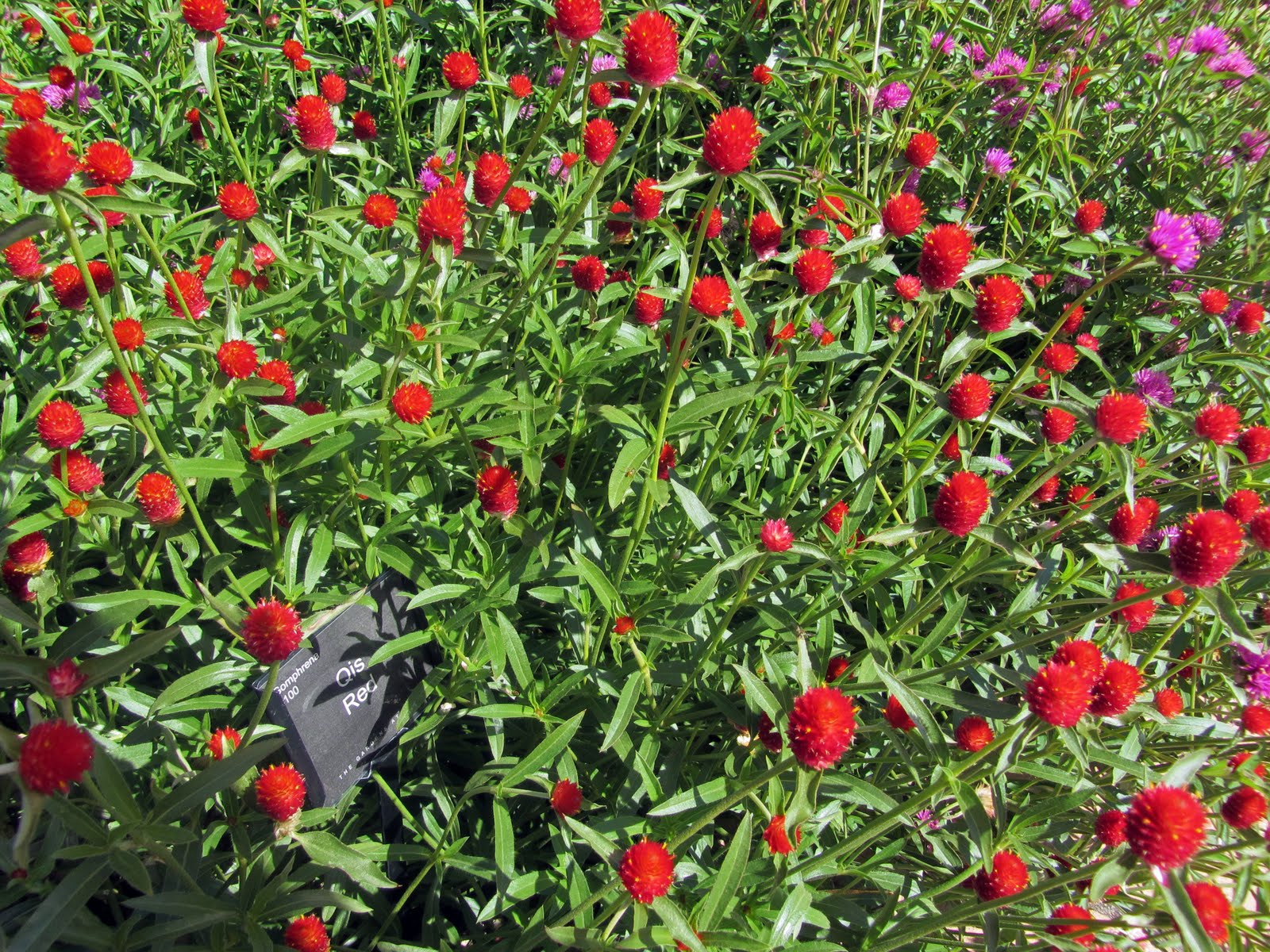 Gatsbys Gardens: Aug 19, 2011