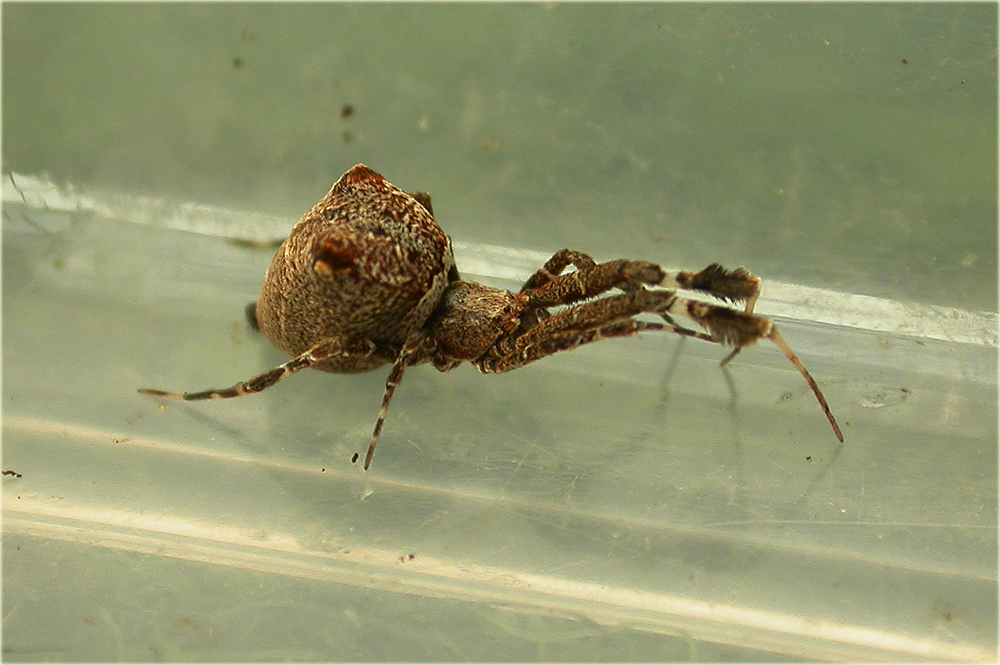 Arachnerds: Garden Centre Spider - Uloborus plumipes