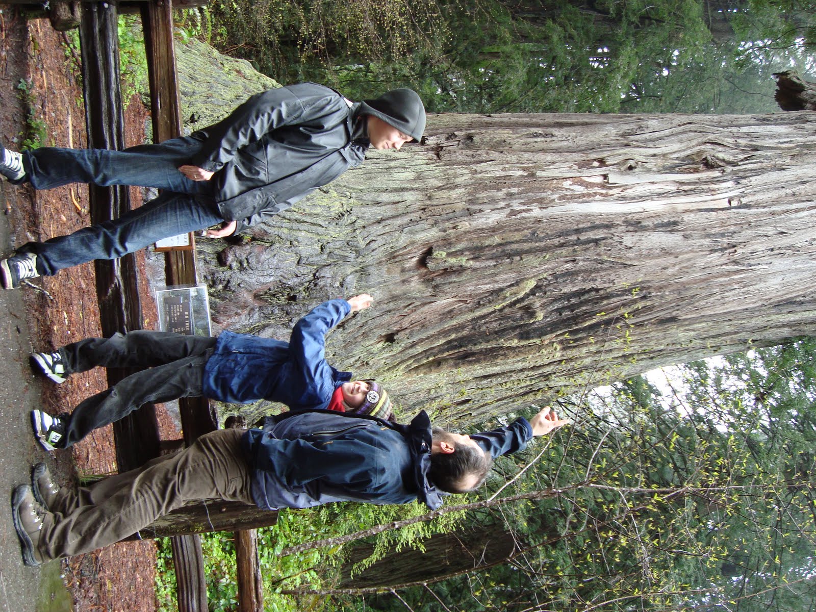 trailertimeincactusland: Redwood Forest ,Washington State!