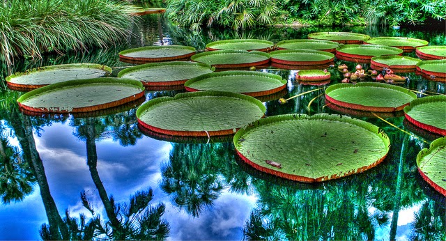 Alam Mengembang Jadi Guru: Teratai Raksasa (Victoria amazonica)