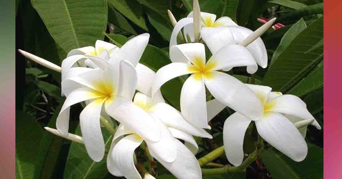 Inilah Gambar Bunga Cempaka Lukisan yang Wajib Disimak! - Informasi ...