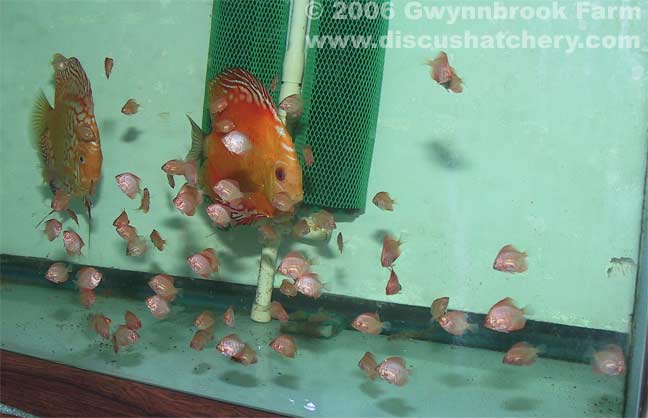 Discus: Pigeon Blood Discus Fish Breeding Pair