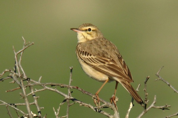 Birding Azerbaijan: breeding birds of the foothills