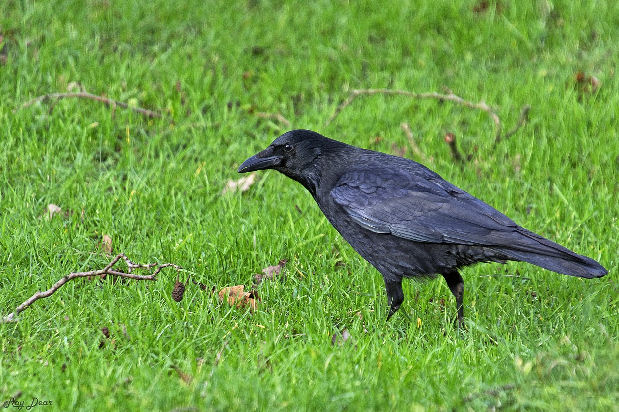Foto's: Zwarte kraai