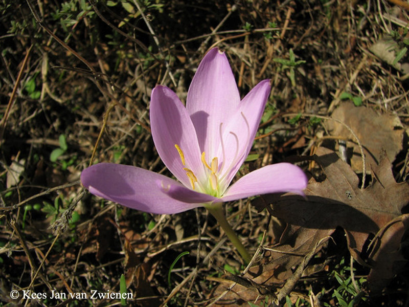 The Country Of Crocuses: Colchicum boissieri
