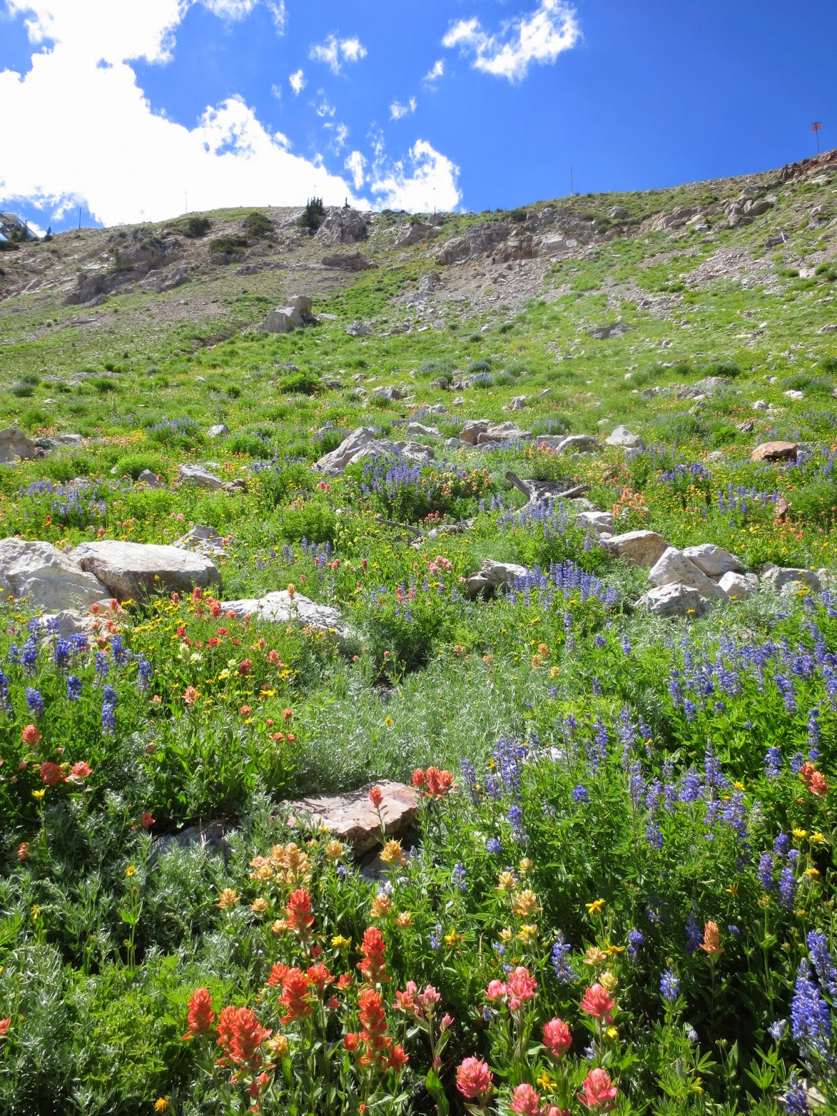 wasatch and beyond: Peak Wildflowers