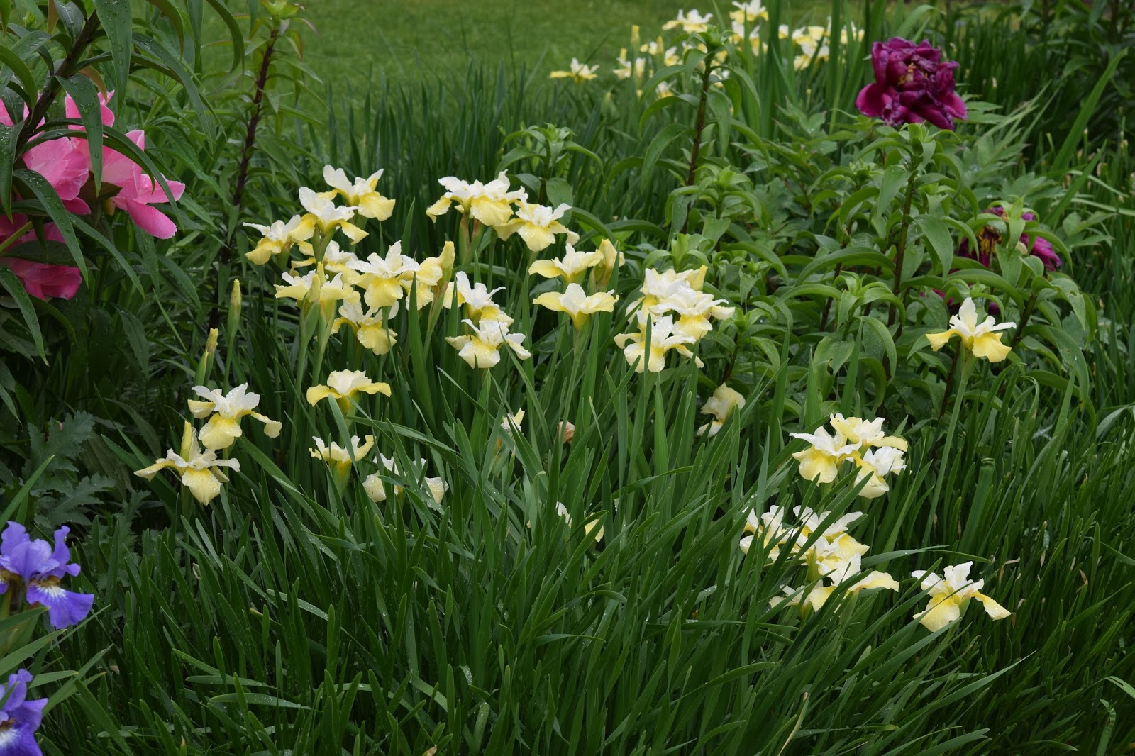 Lifestyle Garden: Thriving Siberian Iris