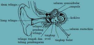 Telinga Sebagai Indra Pendengar