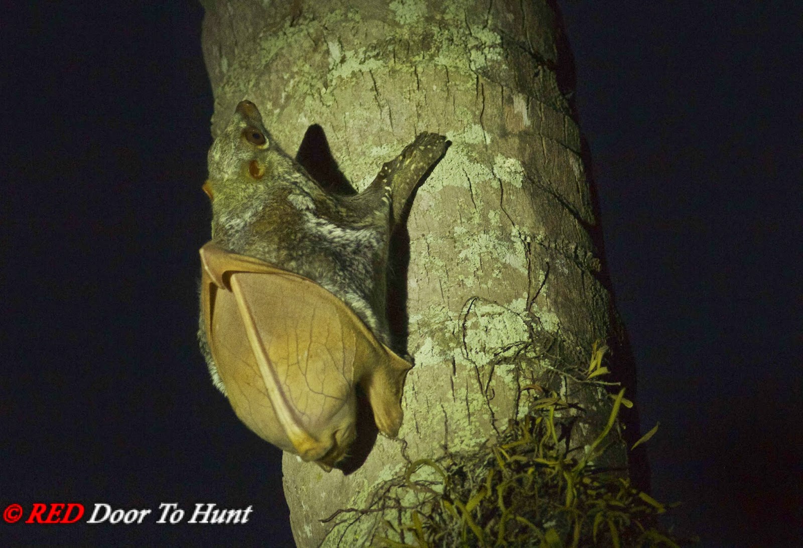 RED Door To Hunt: Kubung~Cynocephalus variegatus ( Colugo or Flying Lemur )