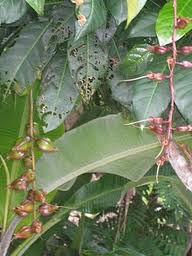 Mak Ngah Pora: Kerabu Pucuk Putat campur udang