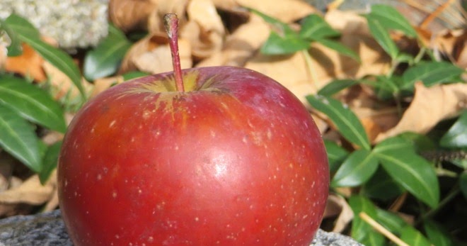 Chieftain * - Adam's Apples