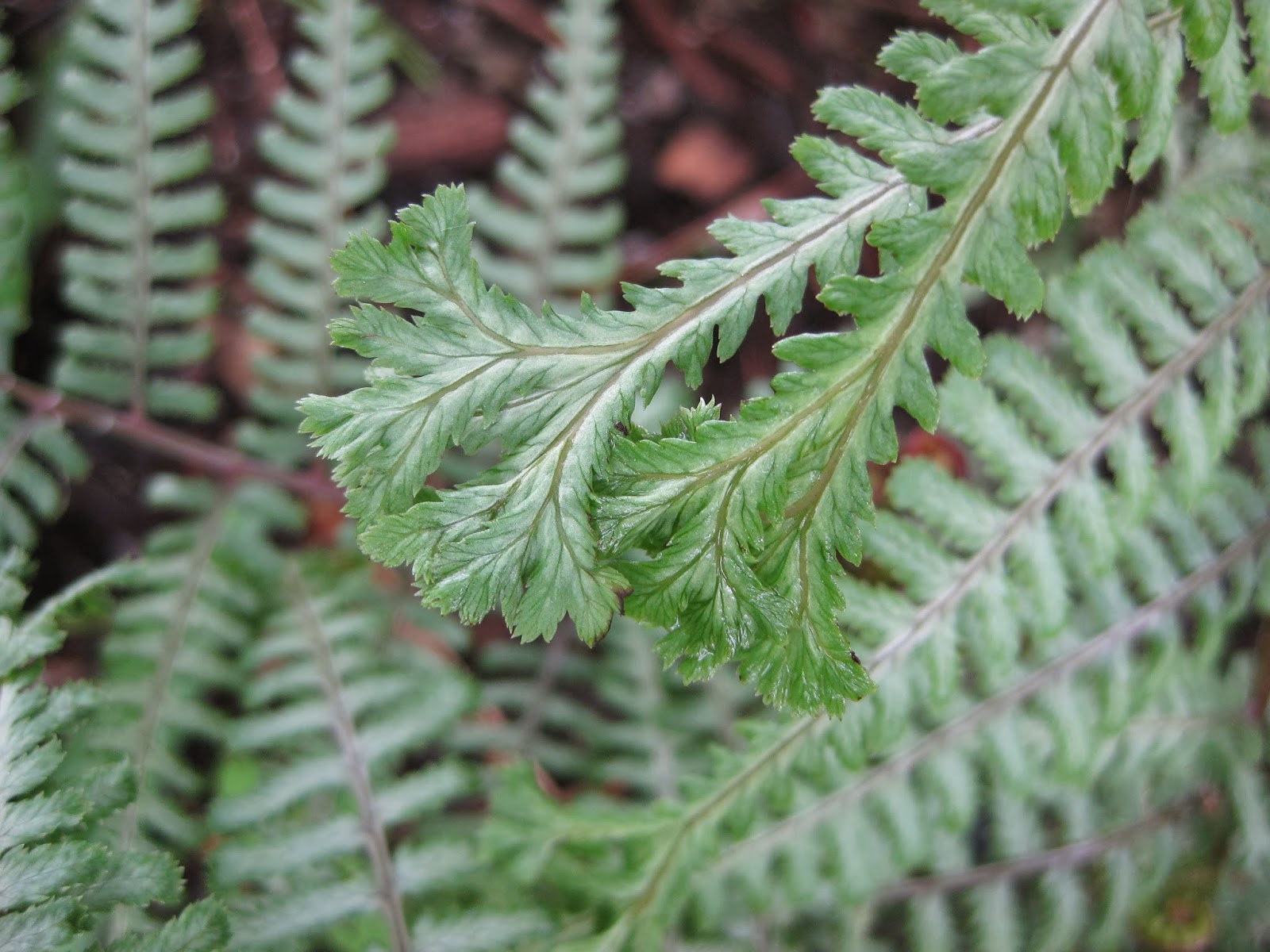Rotary Botanical Gardens - Hort Blog: Fun Ferns (Starting With The ...