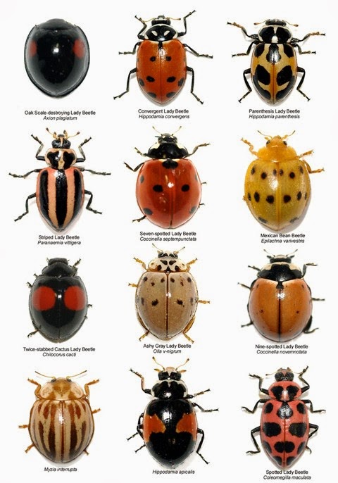 Insects & Bugs Facts : Insects and Bugs World